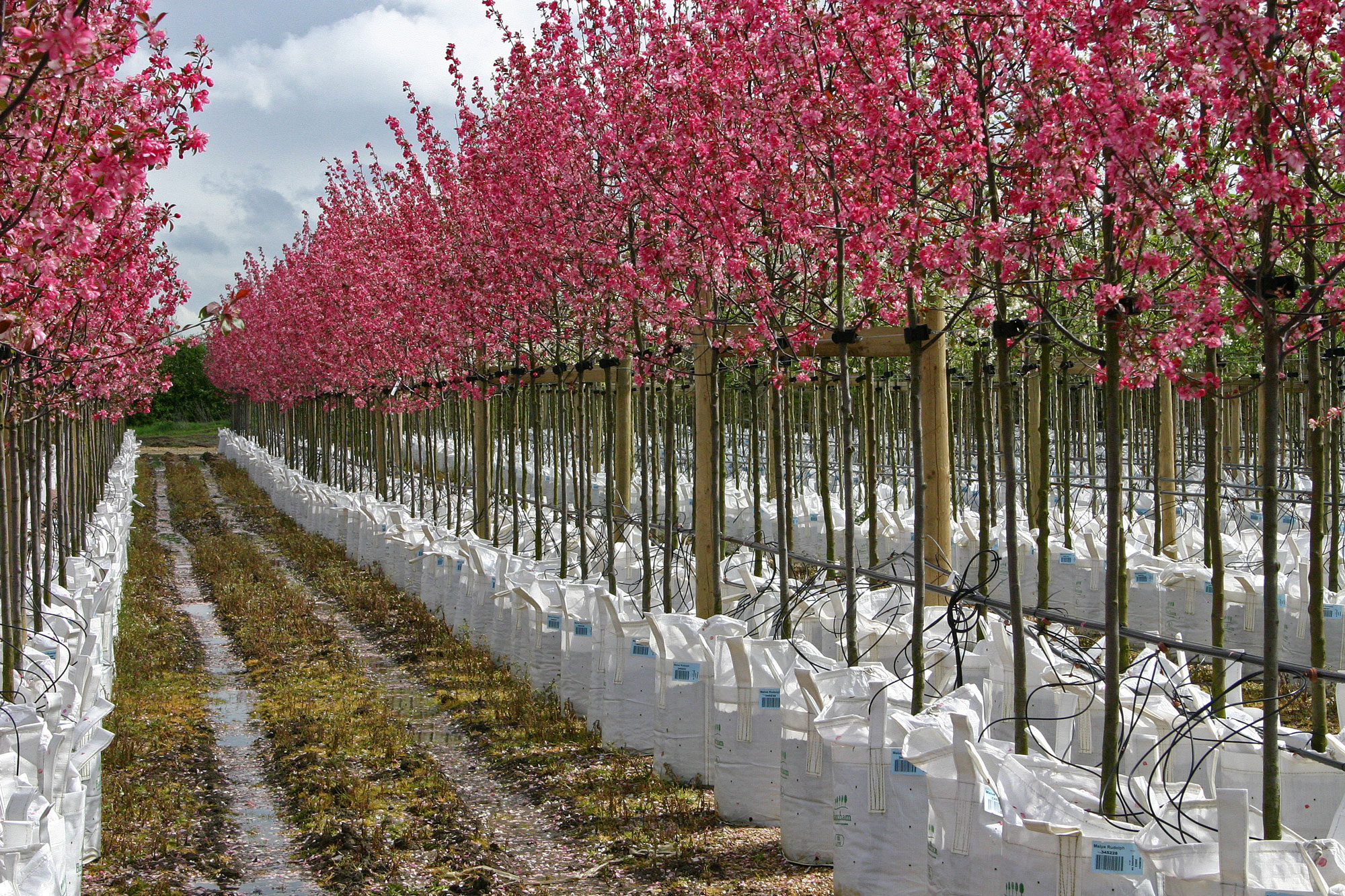 How big are Barcham trees? - Barcham Trees