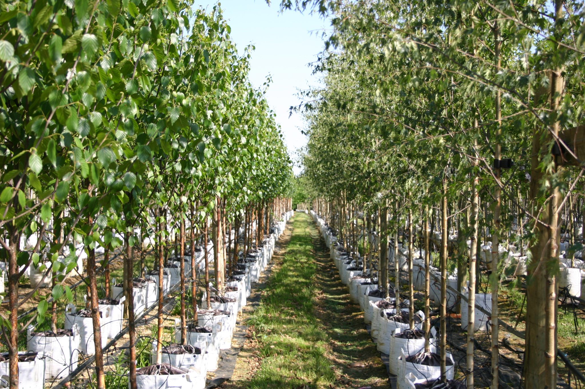 About us - Barcham Trees