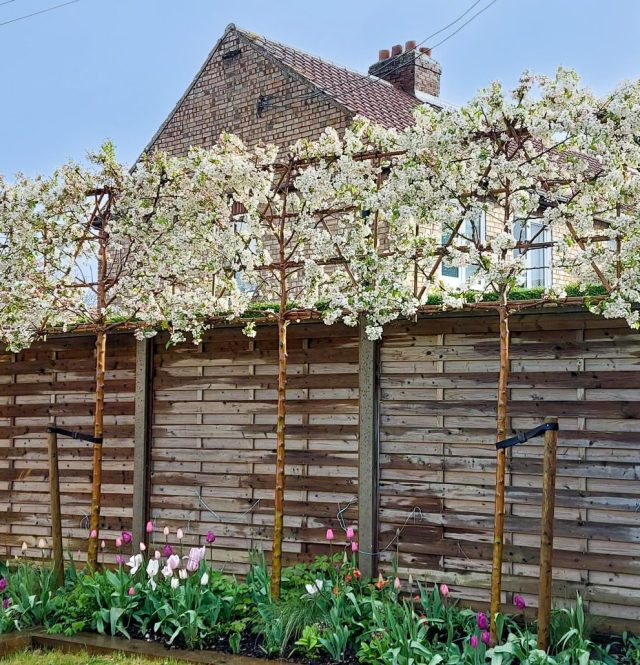 What is the difference between pleached, topiary and espaliered trees ...