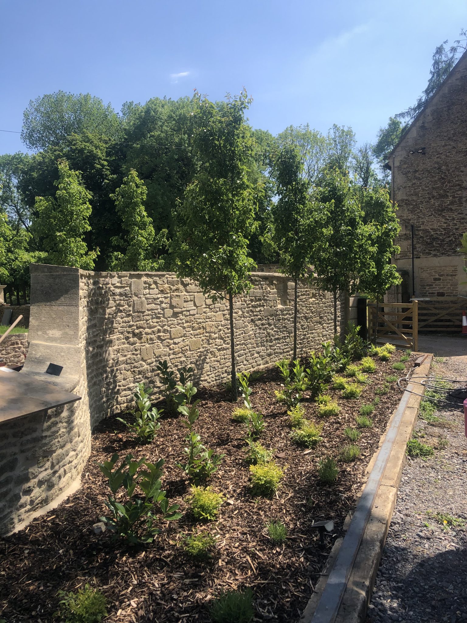 Barcham | Trees For Sale | Tree Nursery | Mature Trees