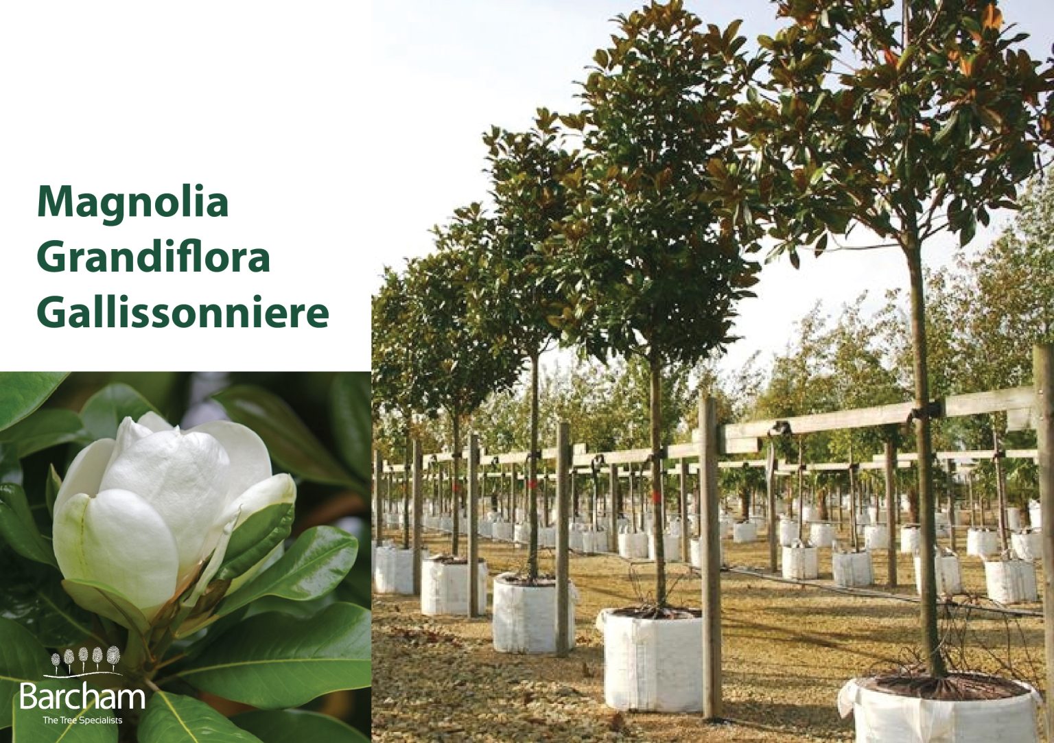 Barcham | Trees For Sale | Tree Nursery | Mature Trees