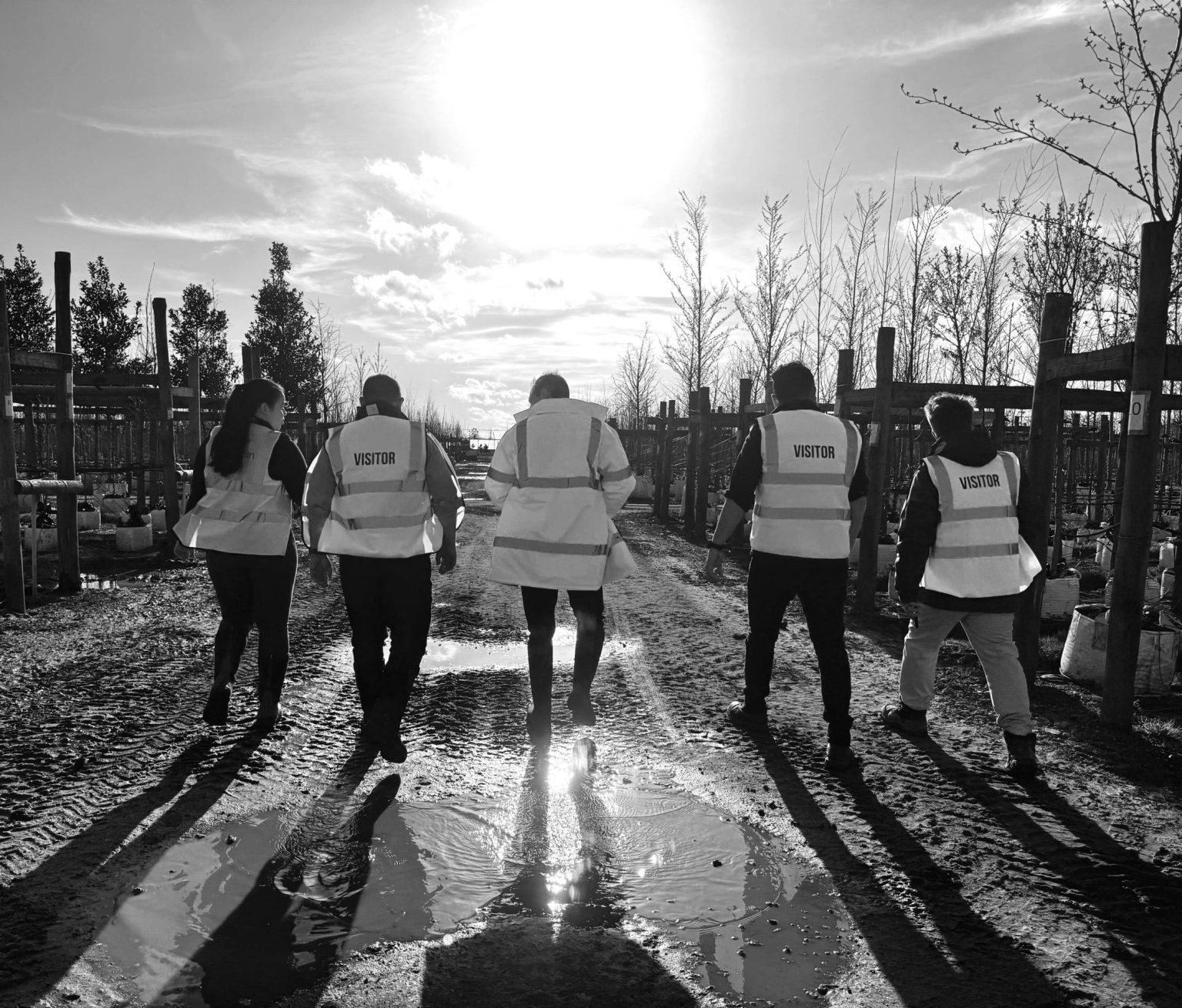 Barcham | Trees For Sale | Tree Nursery | Mature Trees