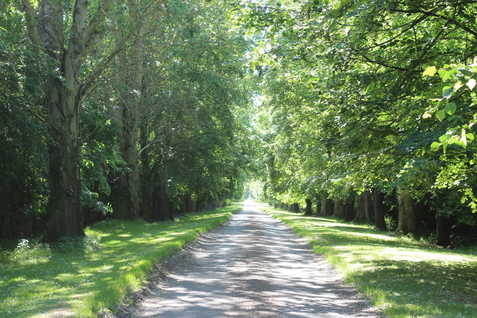 Guides and advice - Barcham Trees