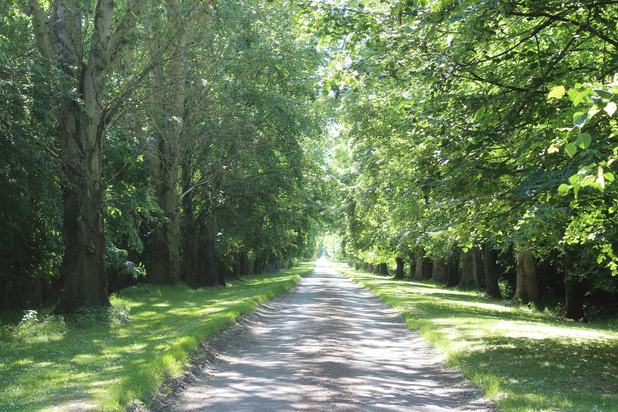 Guides and advice - Barcham Trees