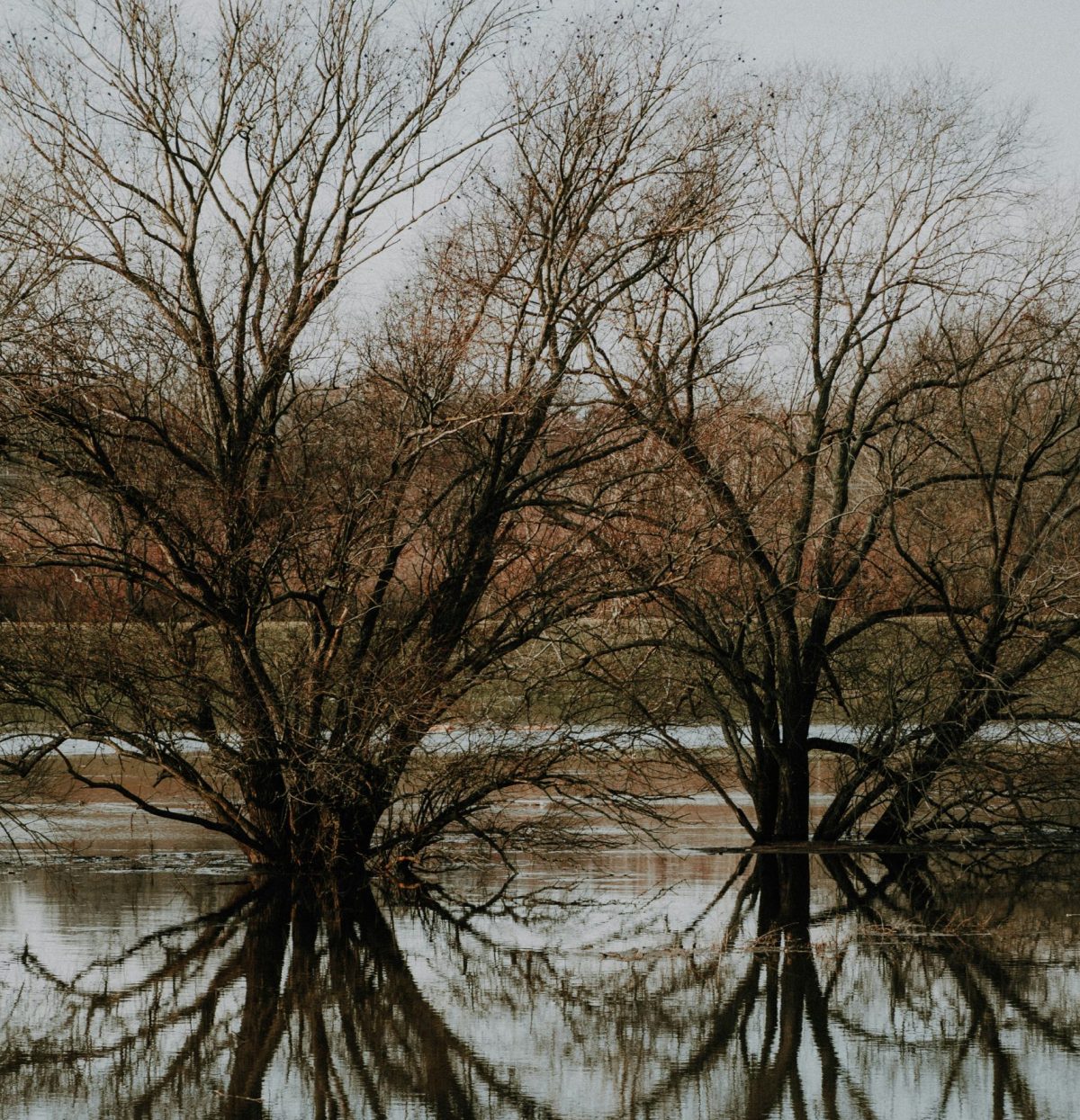 How long can trees survive in flooded ground? - Barcham Trees