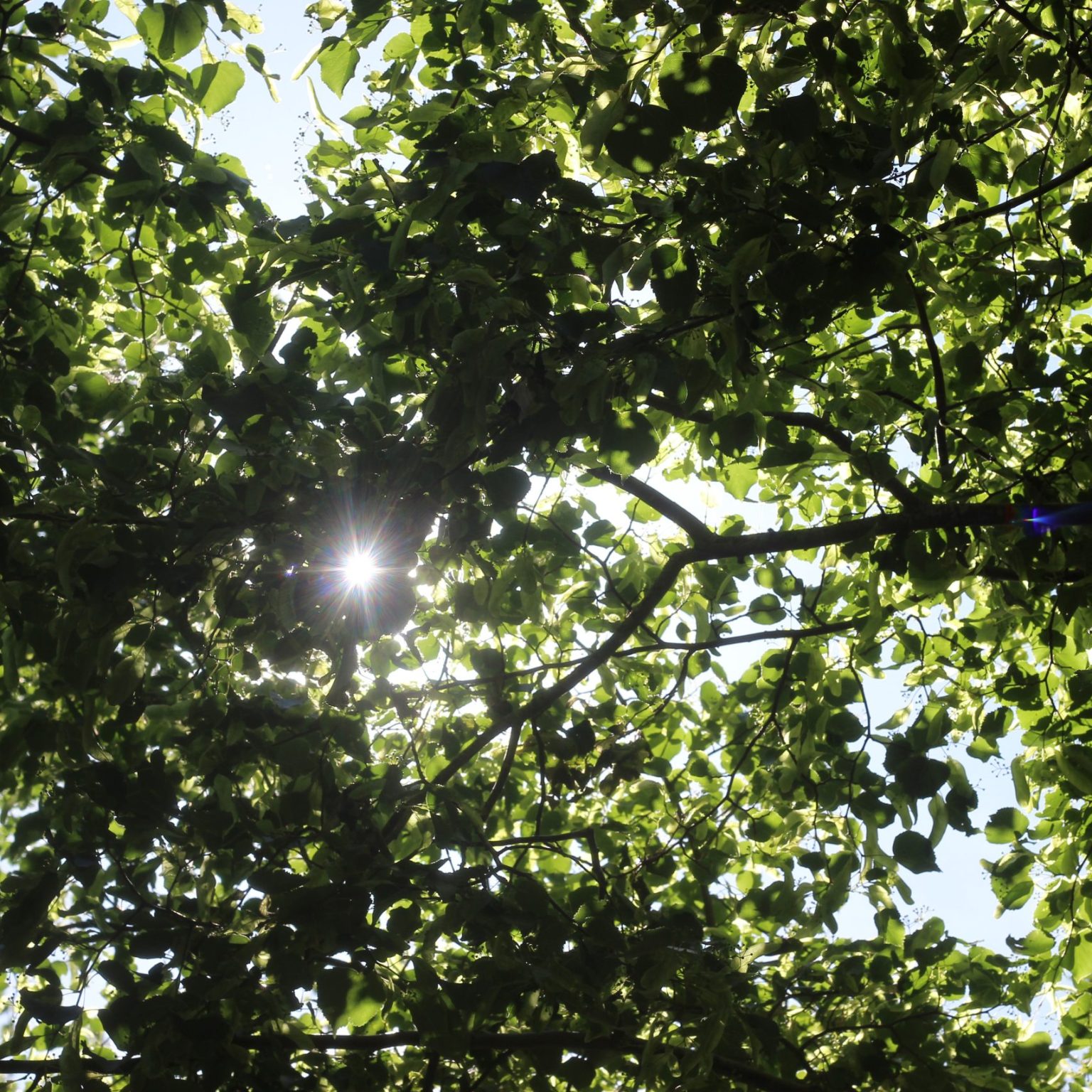 Barcham | Trees For Sale | Tree Nursery | Mature Trees