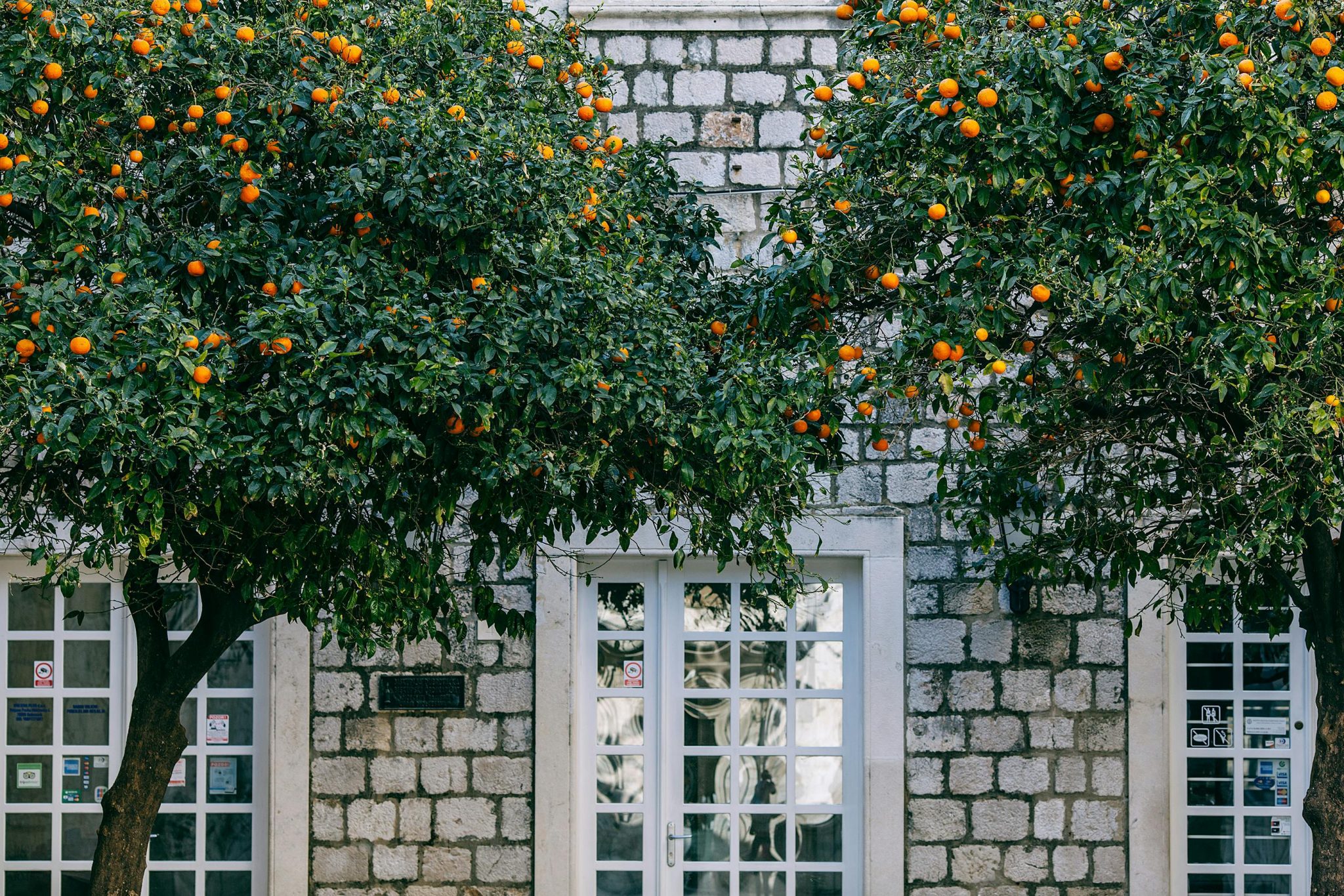 How far away can trees safely be planted from a house? - Barcham Trees