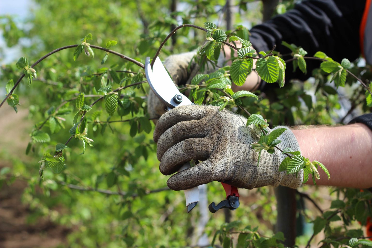 Guides and advice - Barcham Trees