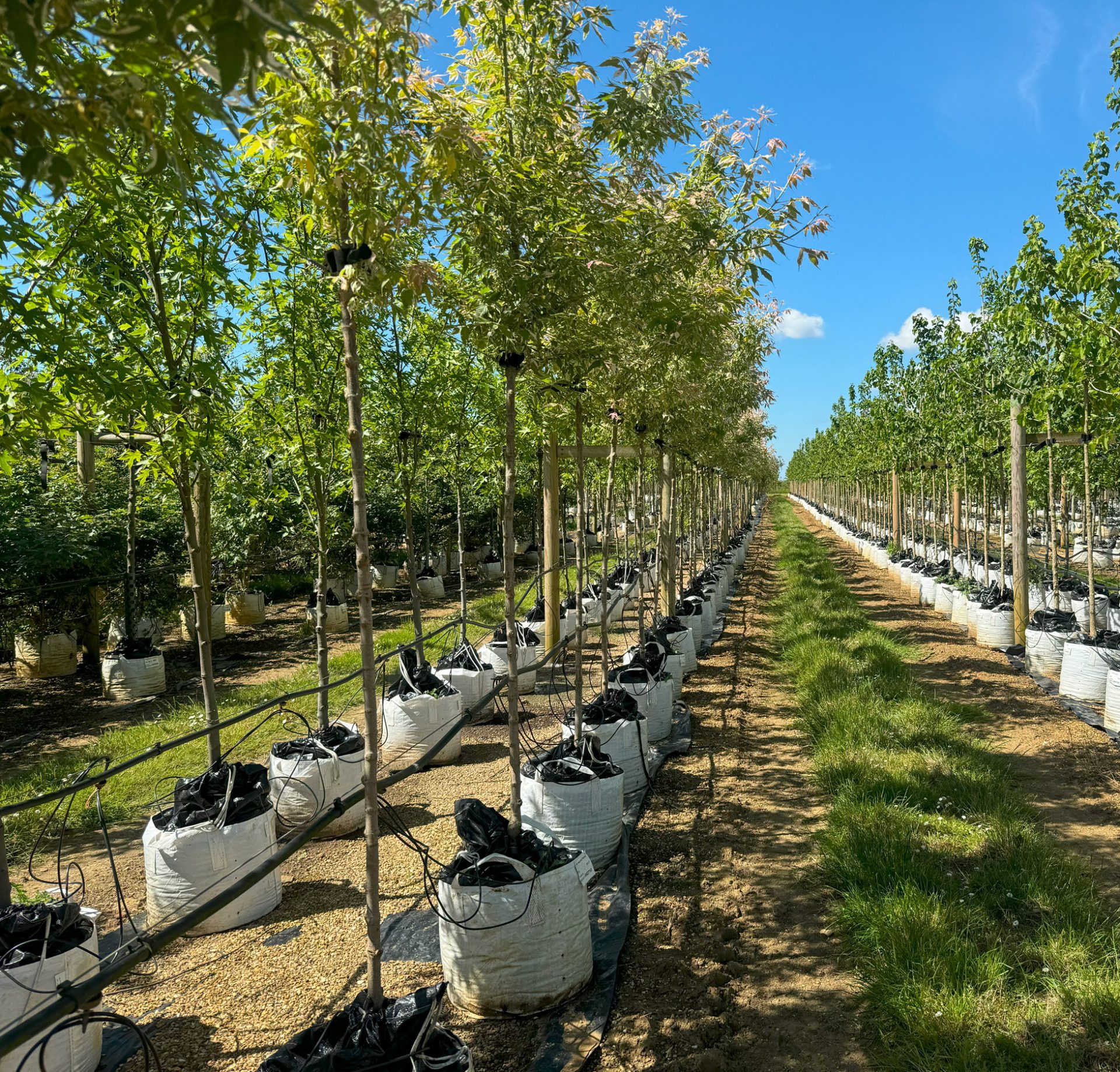 Picking your perfect tree - Barcham Trees