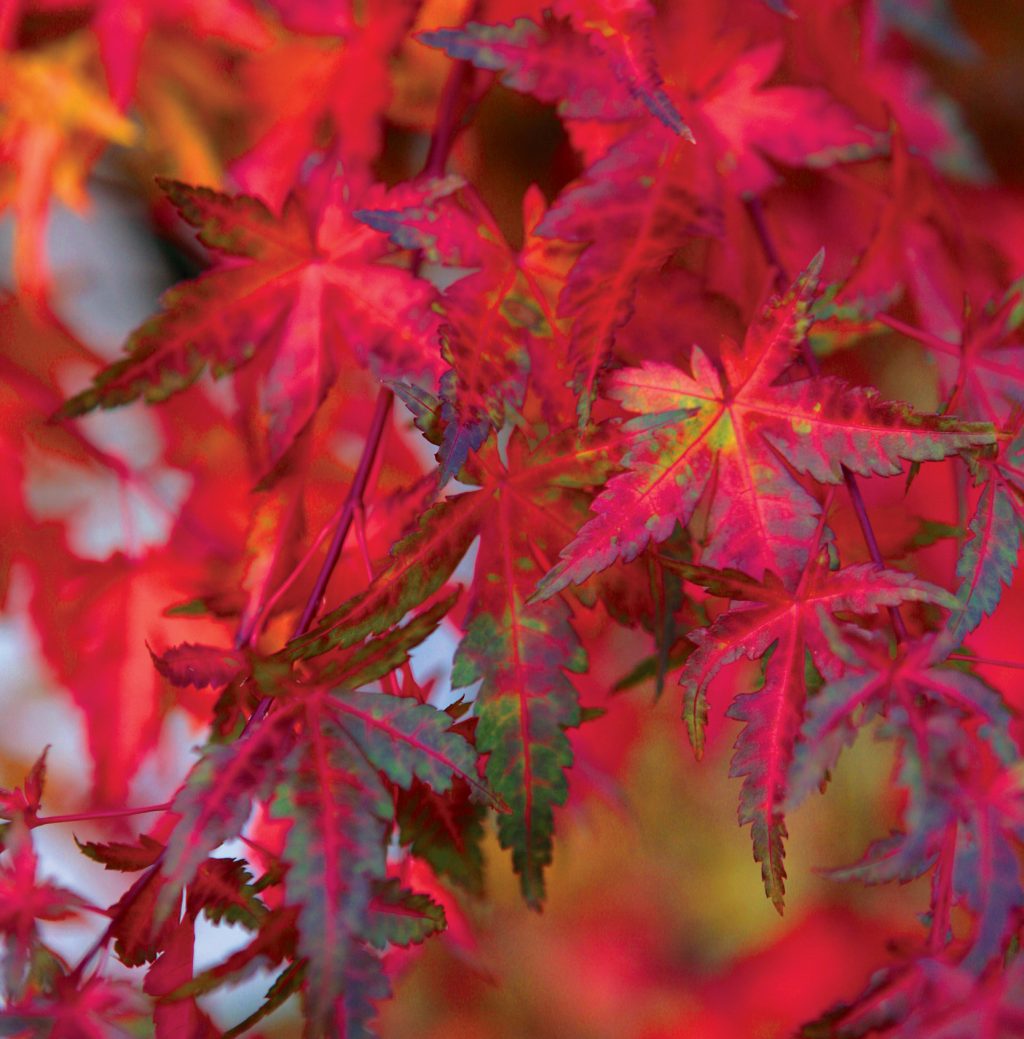 Louise's top 3 - Barcham Trees