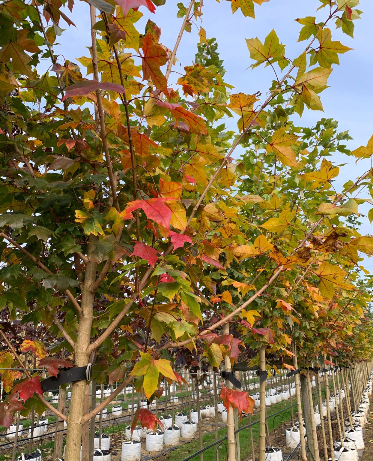 What is the best tree for autumn colour and interest? - Barcham Trees