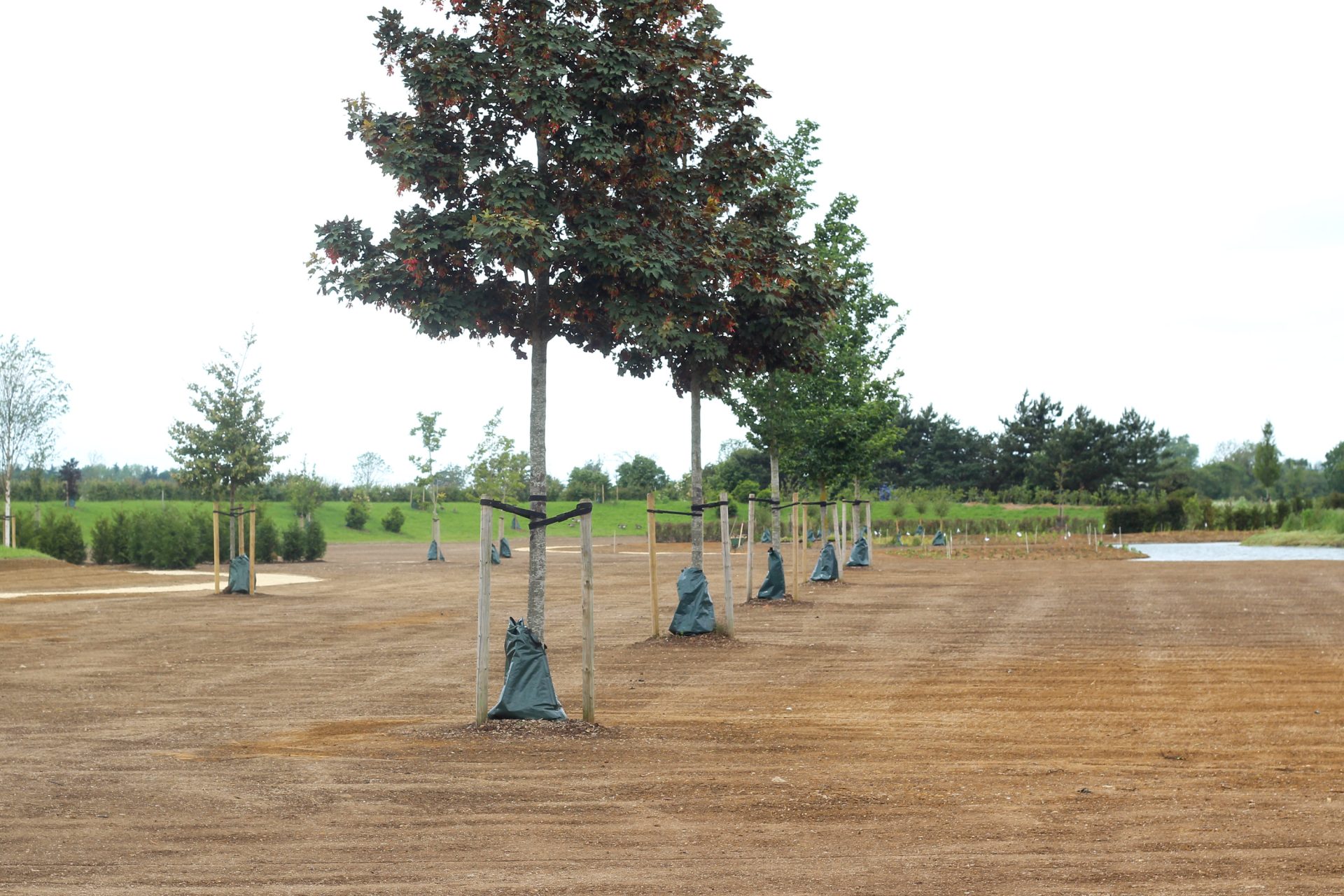 Planting guides - Barcham Trees