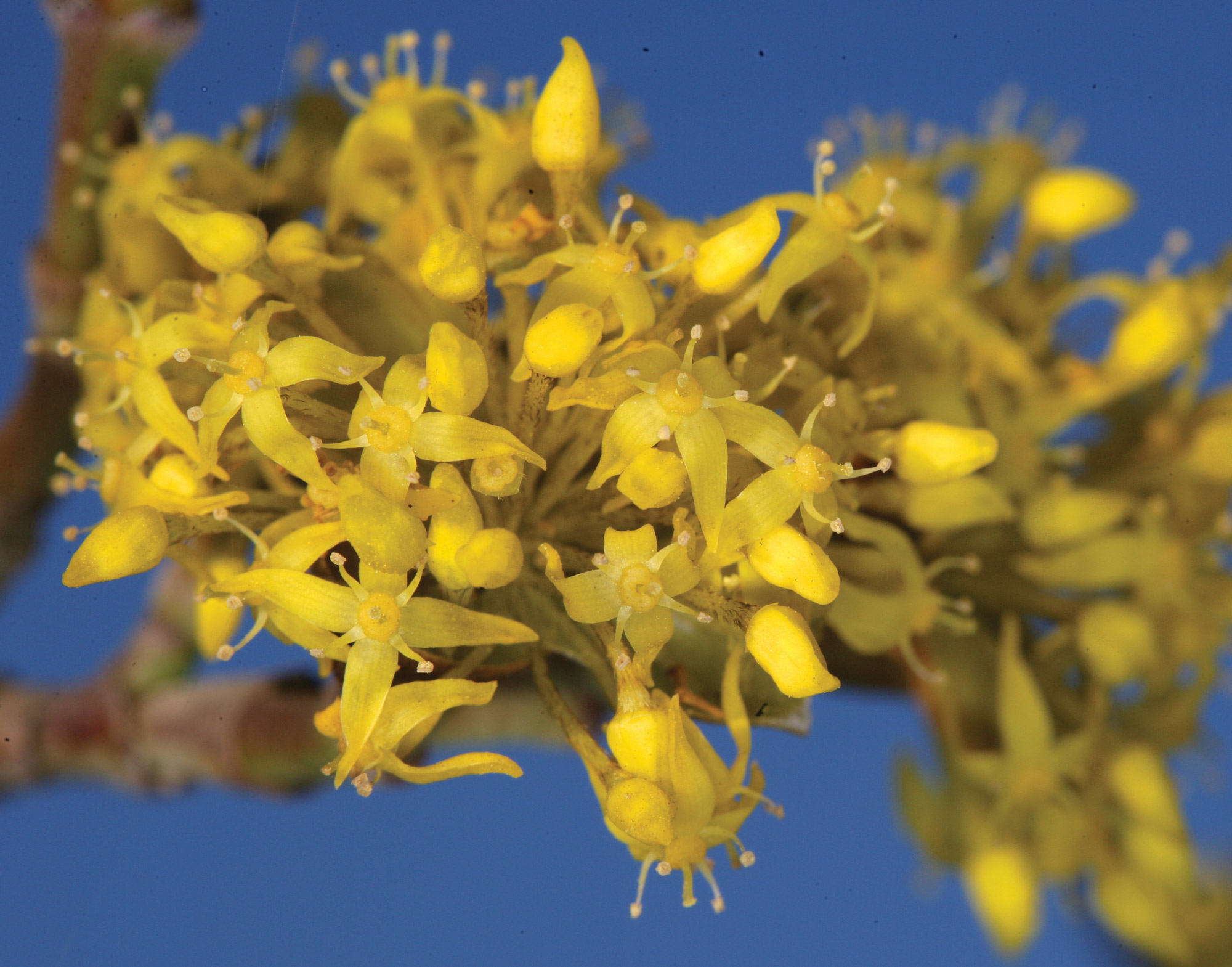 Jules' top 3 - Barcham Trees