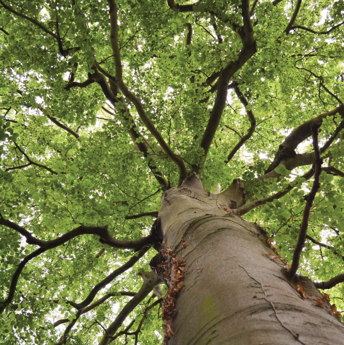 5 reasons to buy large trees - Barcham Trees