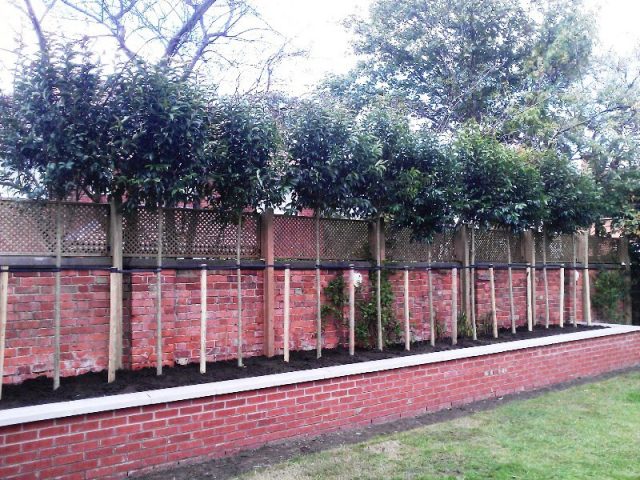 Best Trees for Screening - Barcham Trees