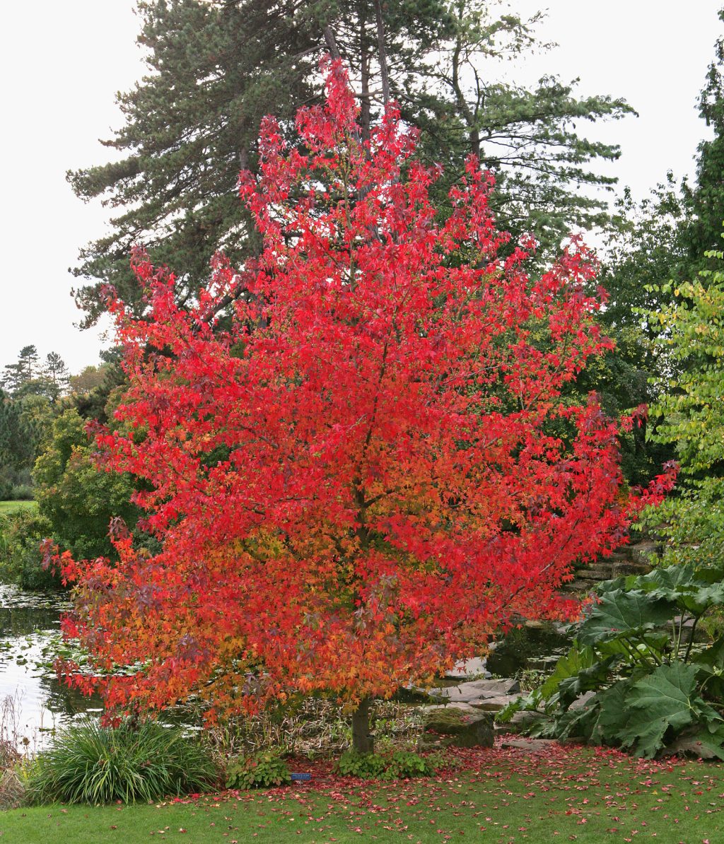 Mike's top 3 - Barcham Trees