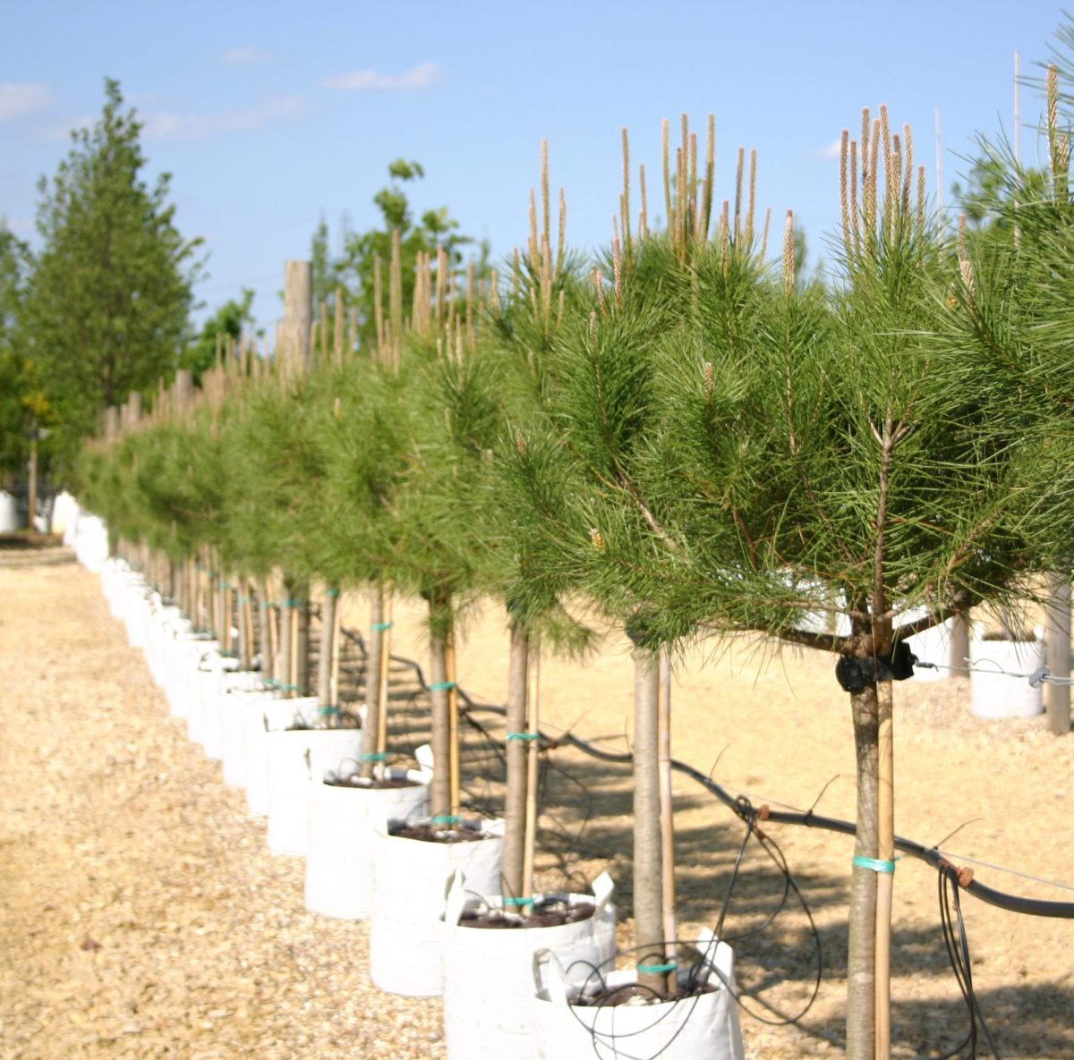 Why is my evergreen looking miserable? - Barcham Trees