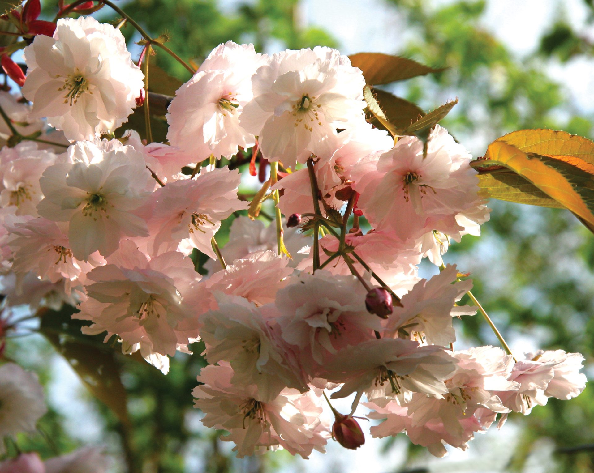 Louise's top 3 - Barcham Trees