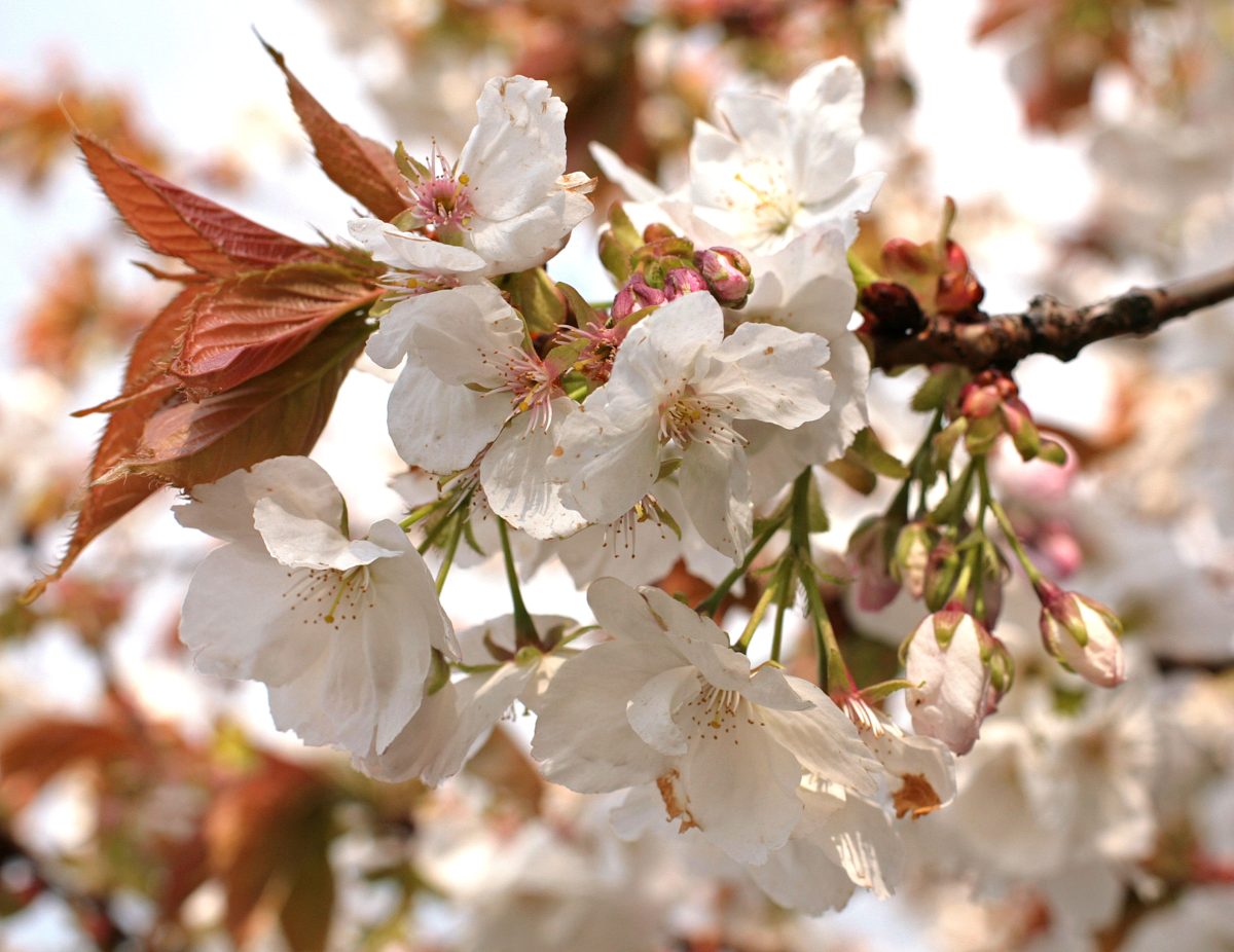 Top trees for blossom! - Barcham Trees