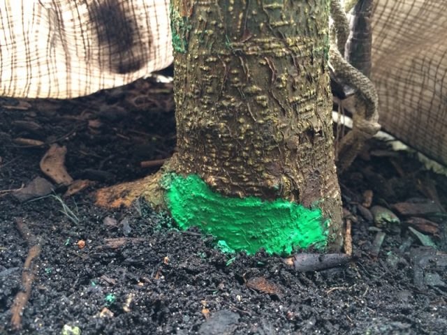 The importance of planting trees at the correct depth - Barcham Trees