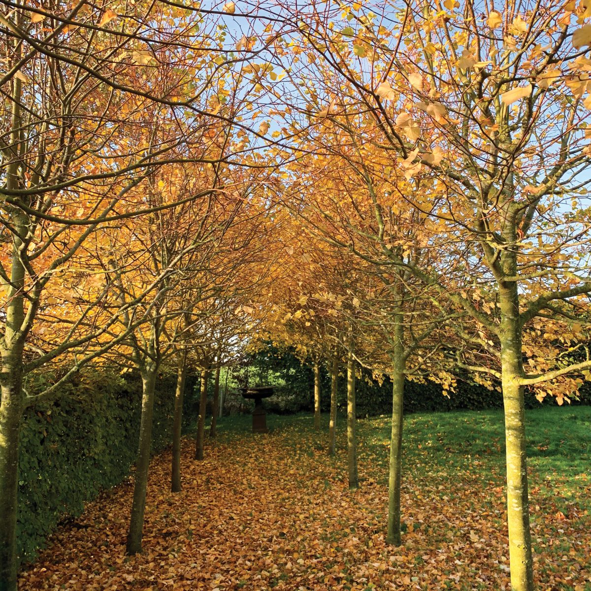 Picking your perfect tree - Barcham Trees