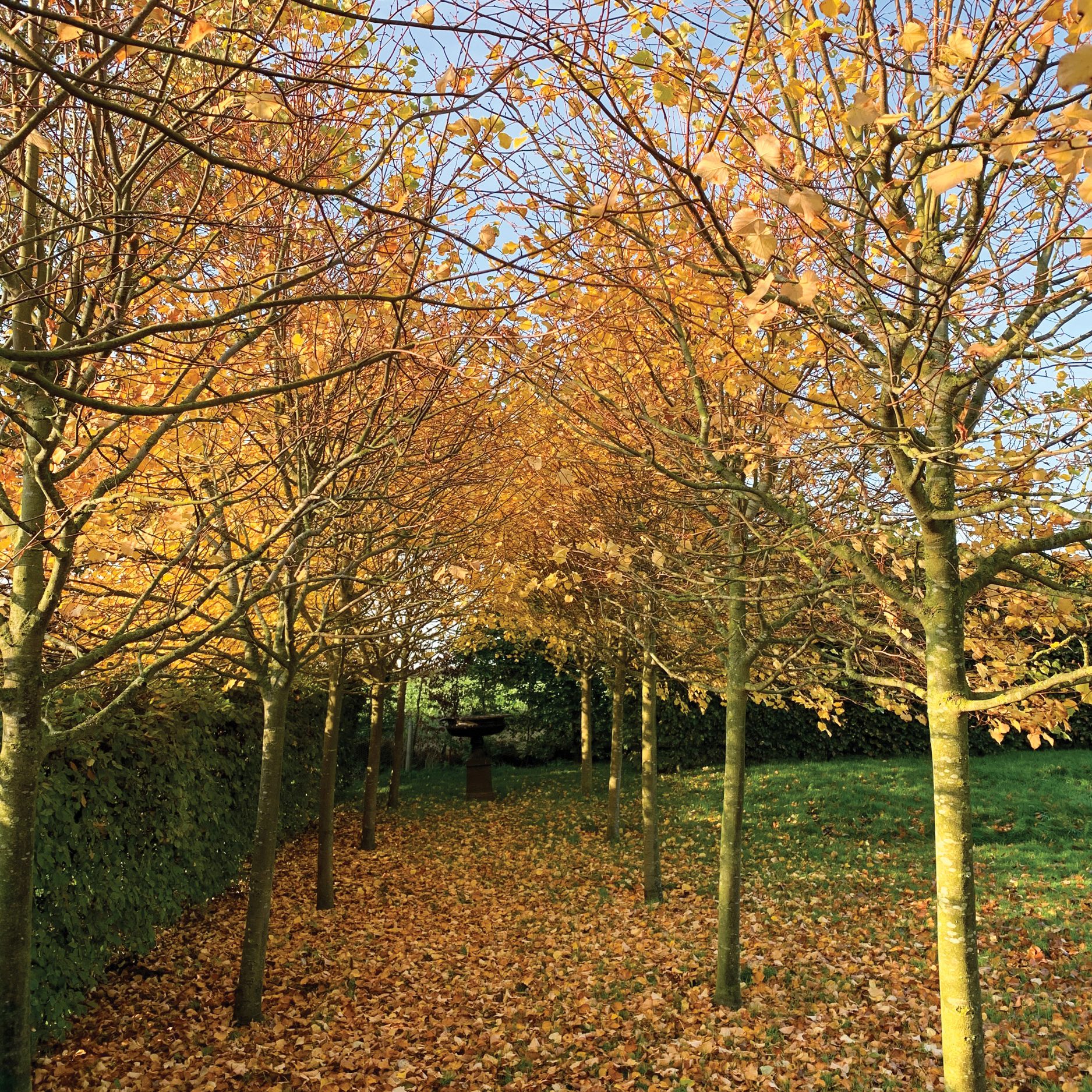 Picking your perfect tree - Barcham Trees