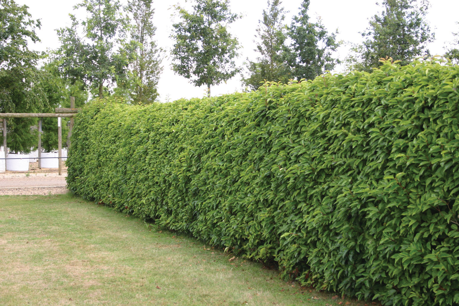 Best Trees for Screening - Barcham Trees