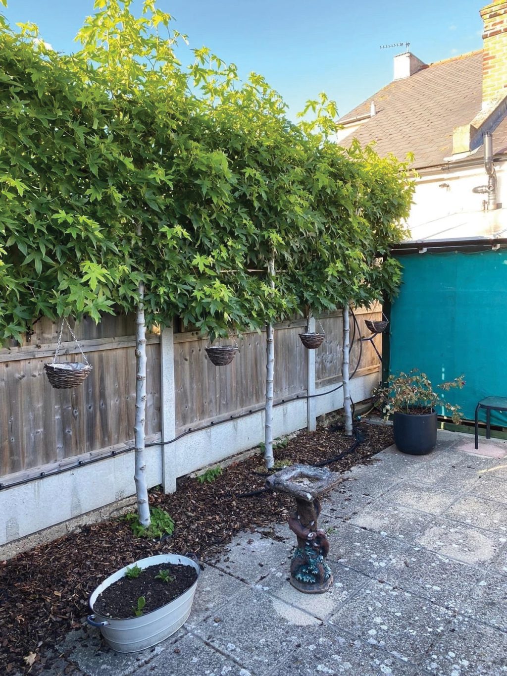 How to buy screening trees - Barcham Trees