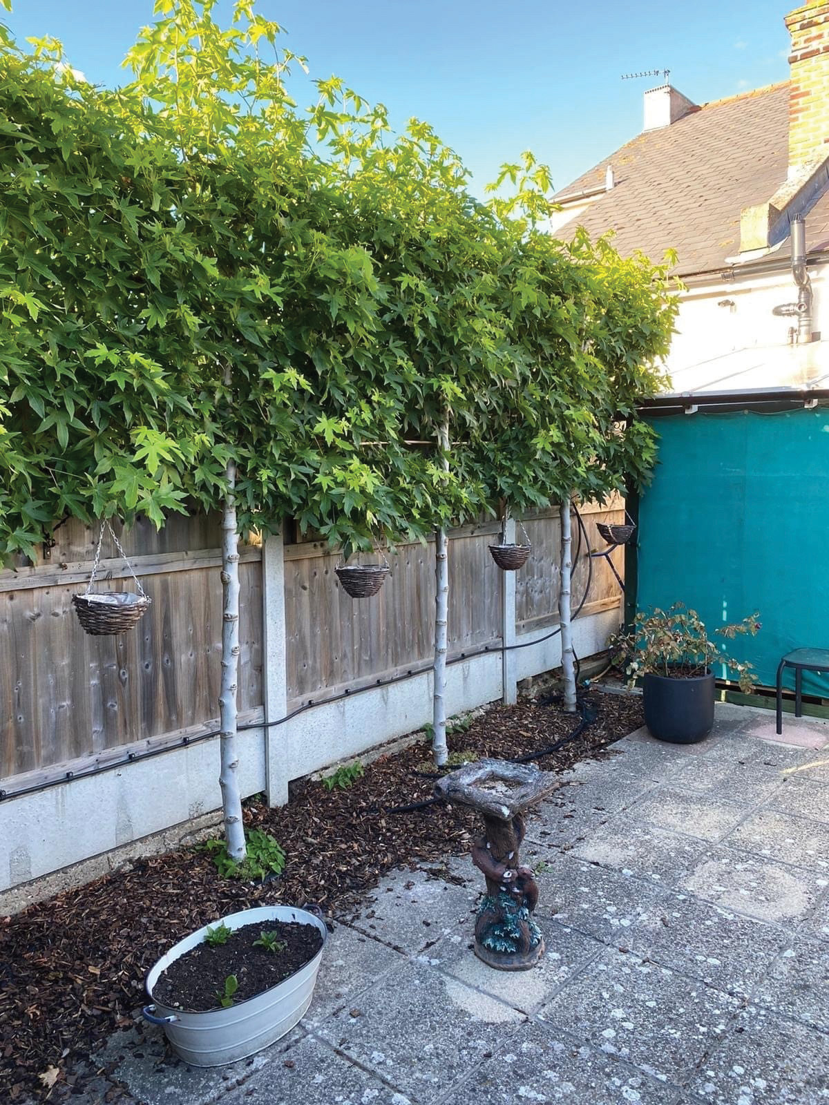 How to buy screening trees - Barcham Trees