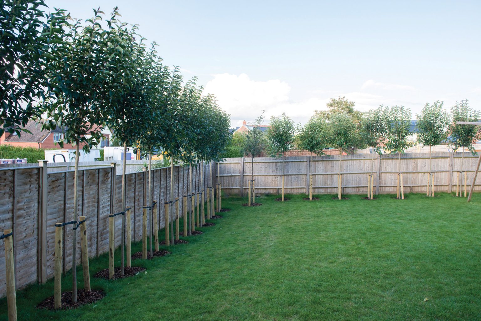 How to buy screening trees - Barcham Trees
