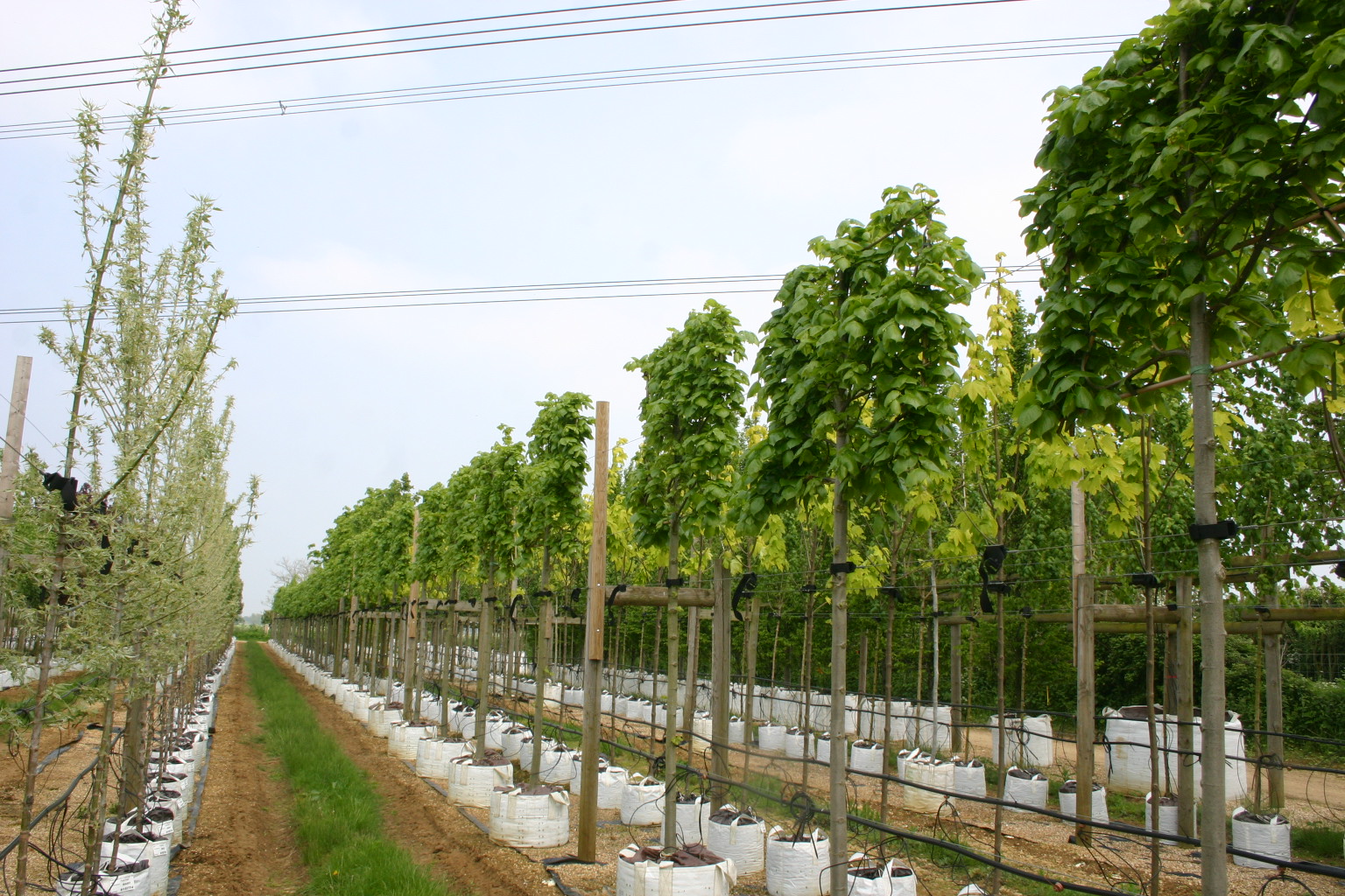 Screening Trees - Barcham Trees