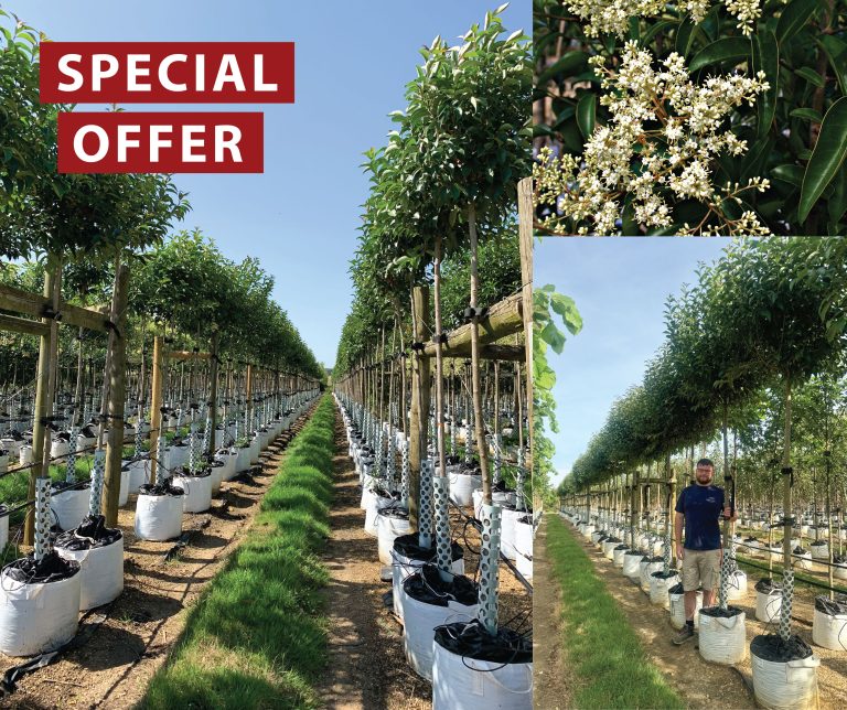 Barcham | Trees For Sale | Tree Nursery | Mature Trees