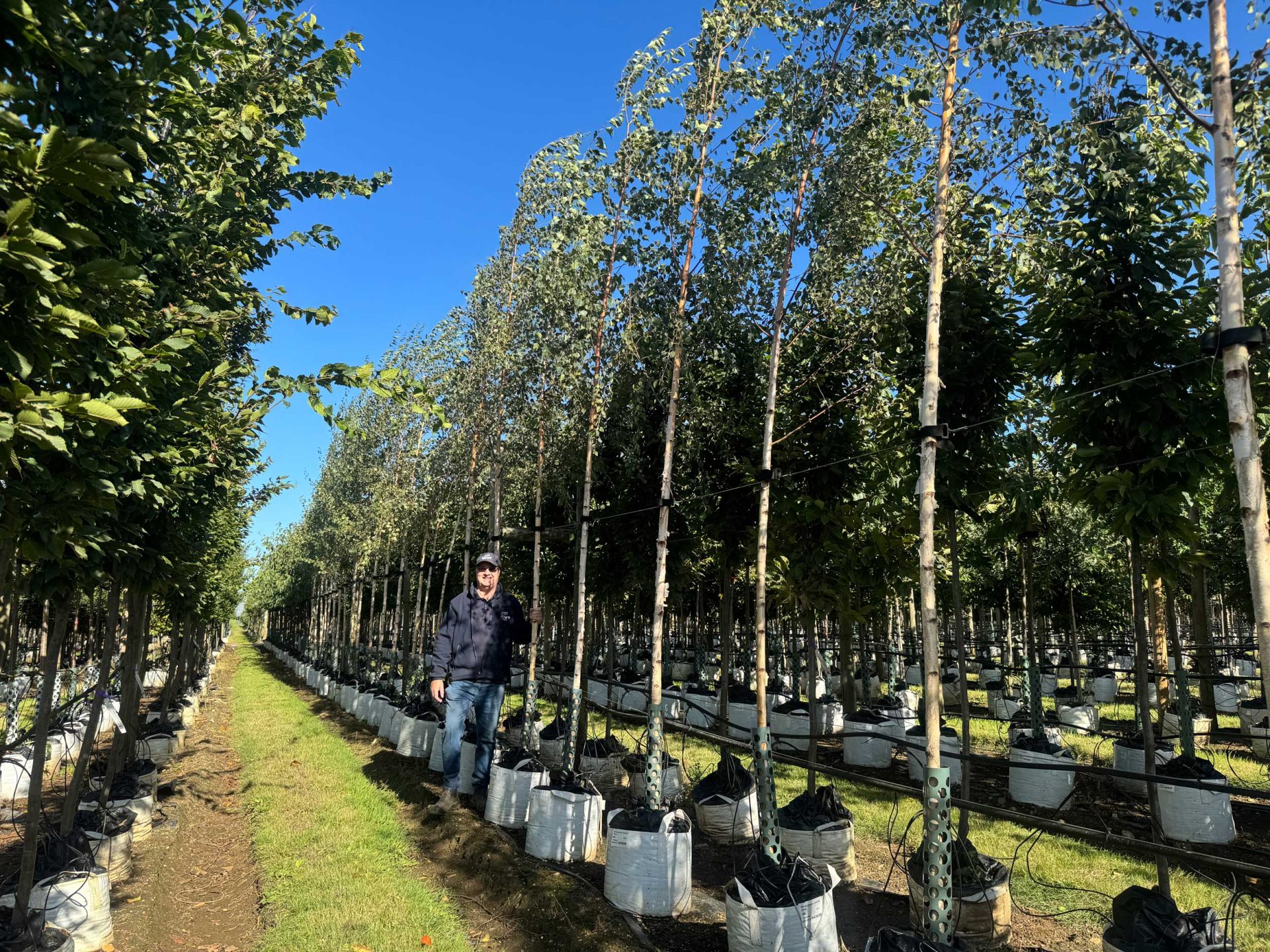 Birch Trees - Barcham Trees