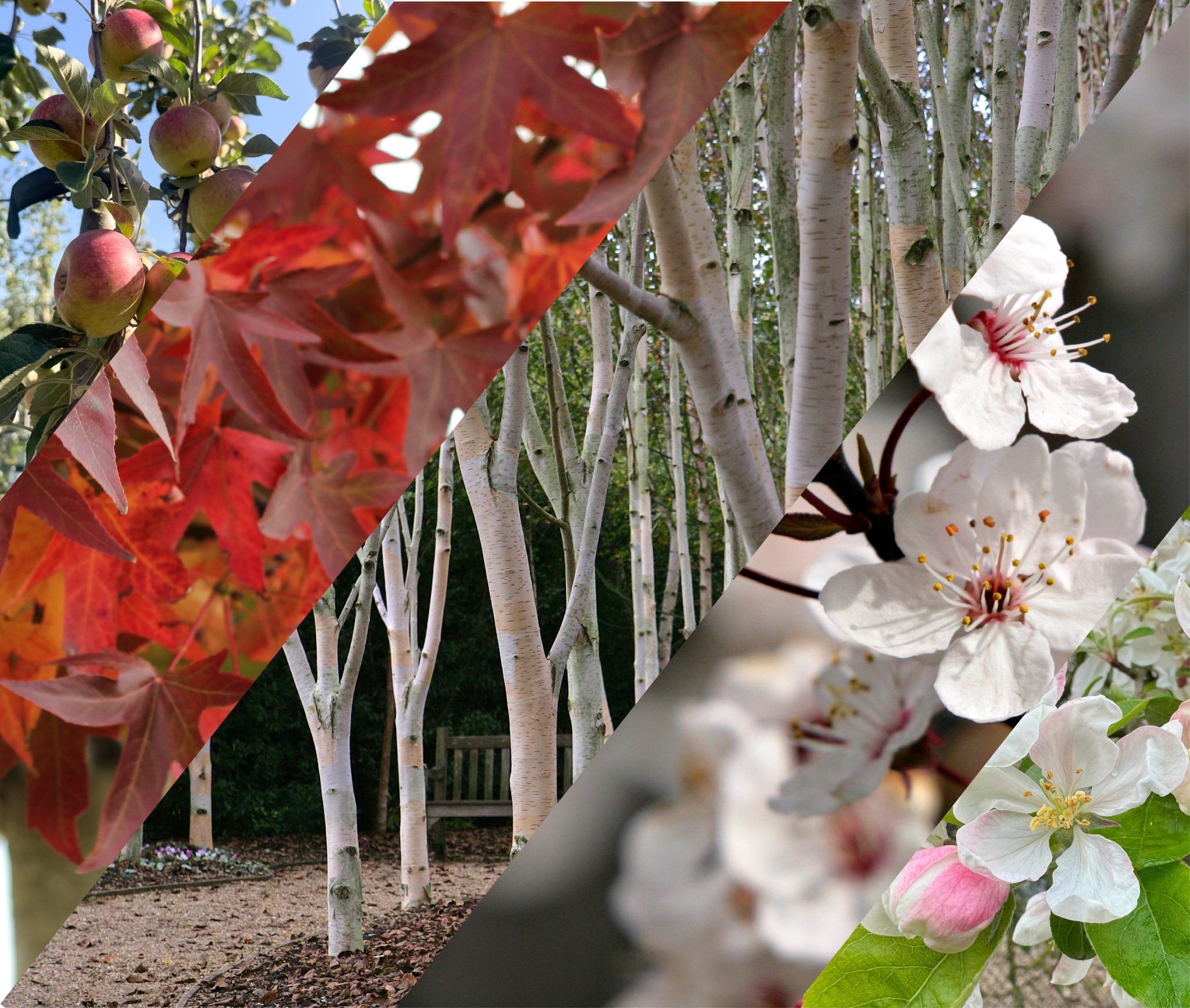 20L Tree Bundles - Barcham Trees
